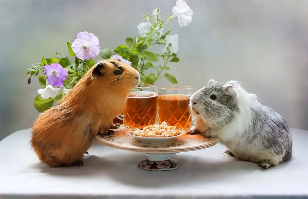 10 häufigste Krankheiten bei Meerschweinchen mit Vorbeugung