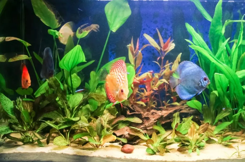 10 Fische für Aquarium Anfänger - Einfacher Einstieg